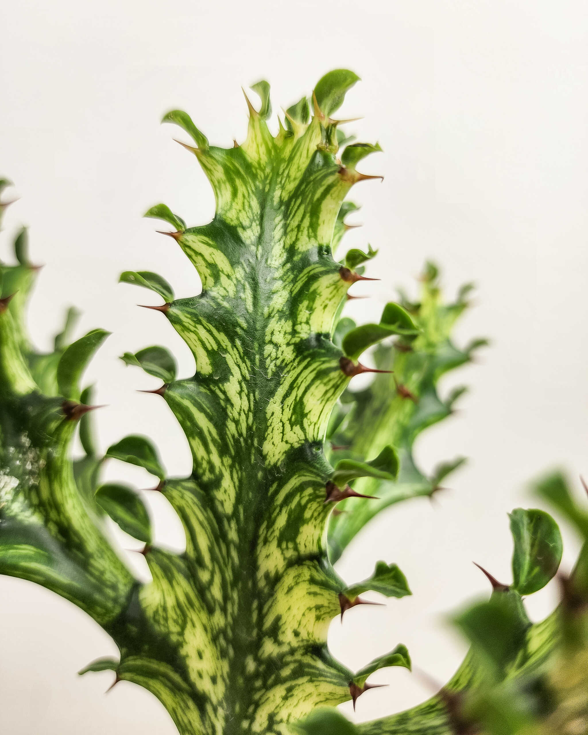 Mint Cream Cathedral Cactus | PlantVine