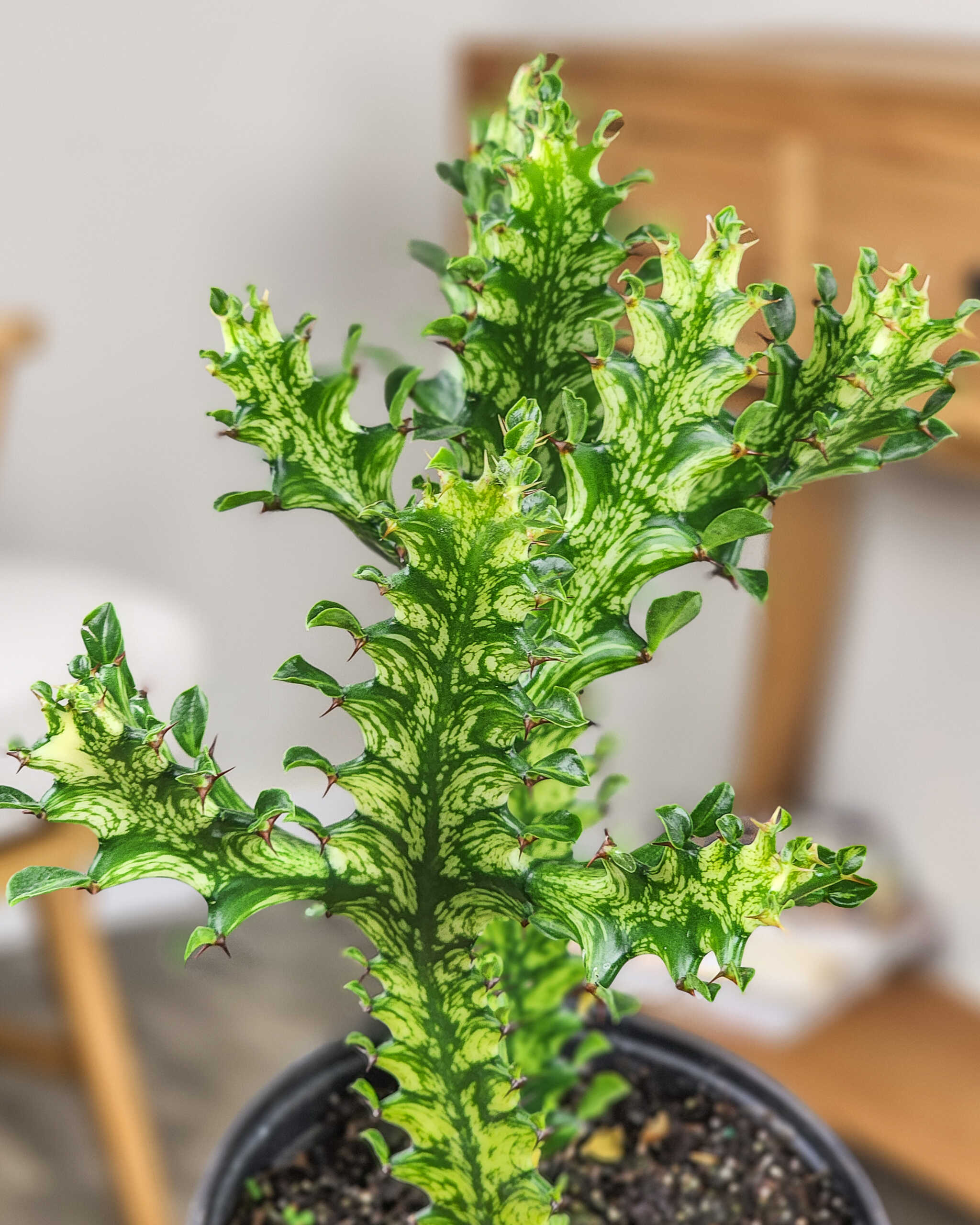 Mint Cream Cathedral Cactus | PlantVine