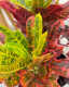 Croton ‘Excellent’ | PlantVine