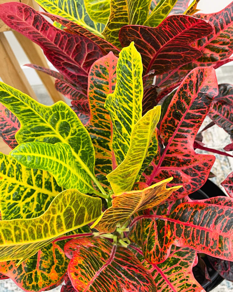 Croton ‘Excellent’ | PlantVine