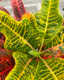 Croton ‘Excellent’ | PlantVine