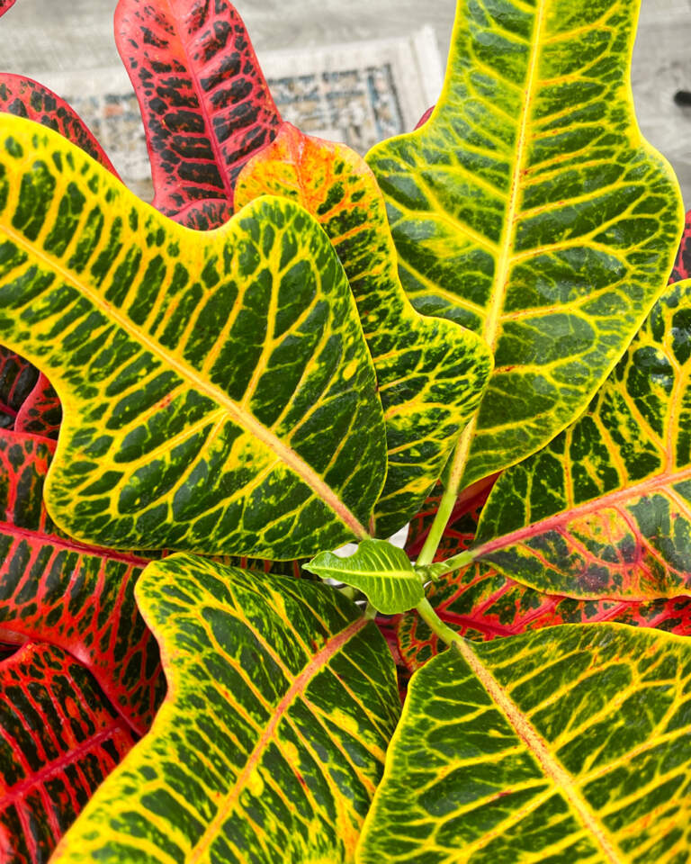 Croton ‘Excellent’ | PlantVine