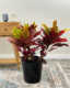 Croton ‘Excellent’ | PlantVine