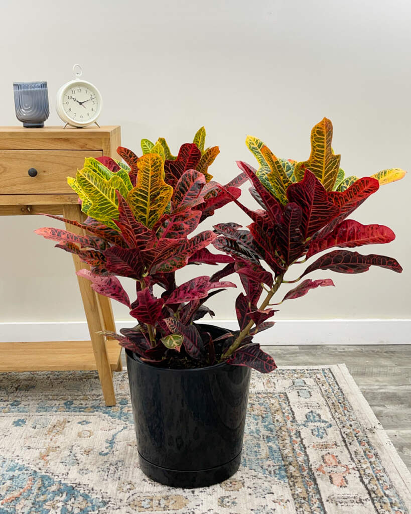 Croton ‘Excellent’ | PlantVine