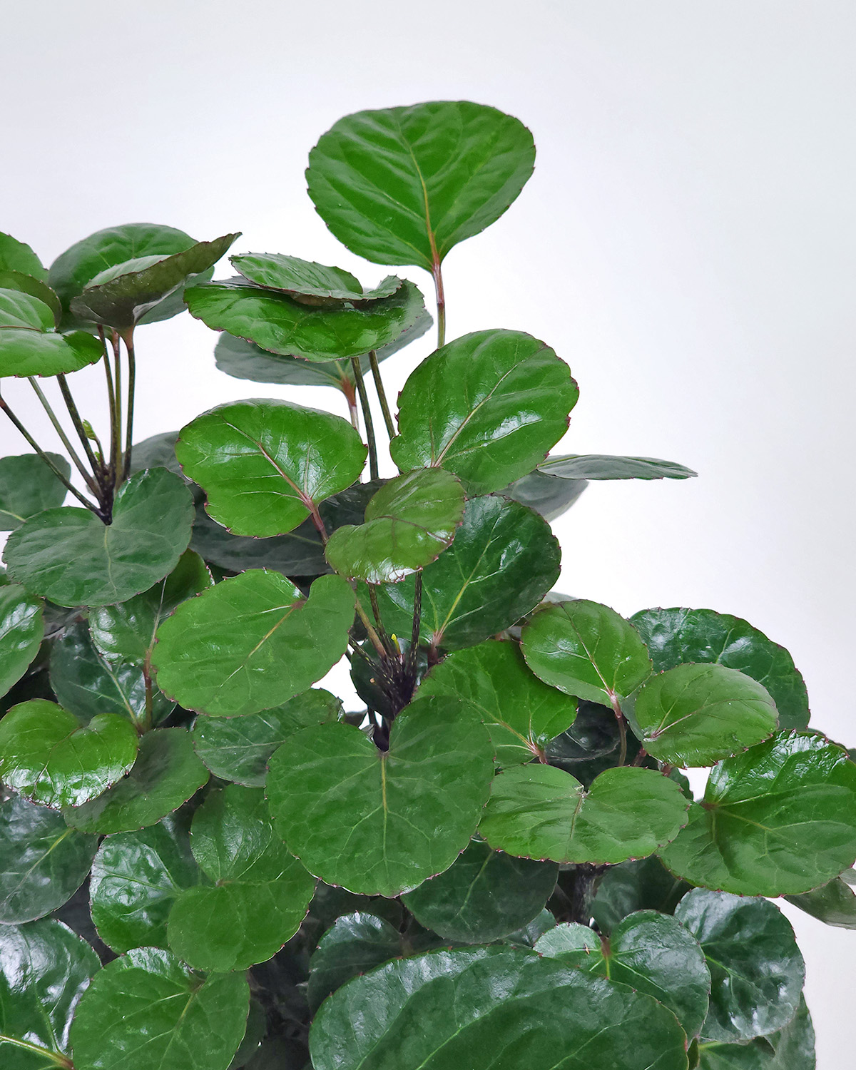 Aralia Varieties | PlantVine
