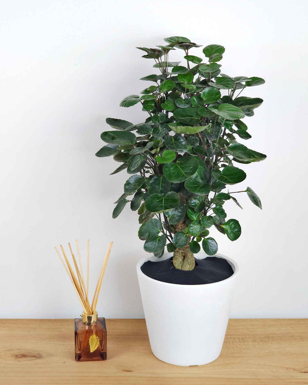 Aralia ‘Fabian’ | PlantVine