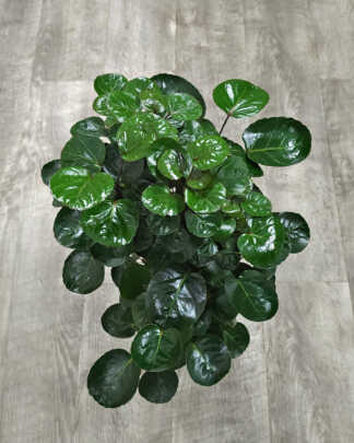 Aralia Varieties | PlantVine