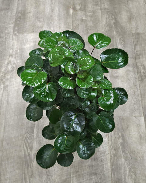 Aralia Varieties | PlantVine