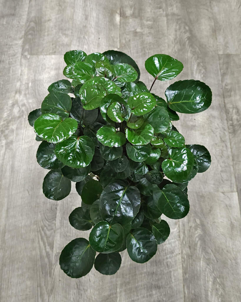 Aralia Varieties | PlantVine