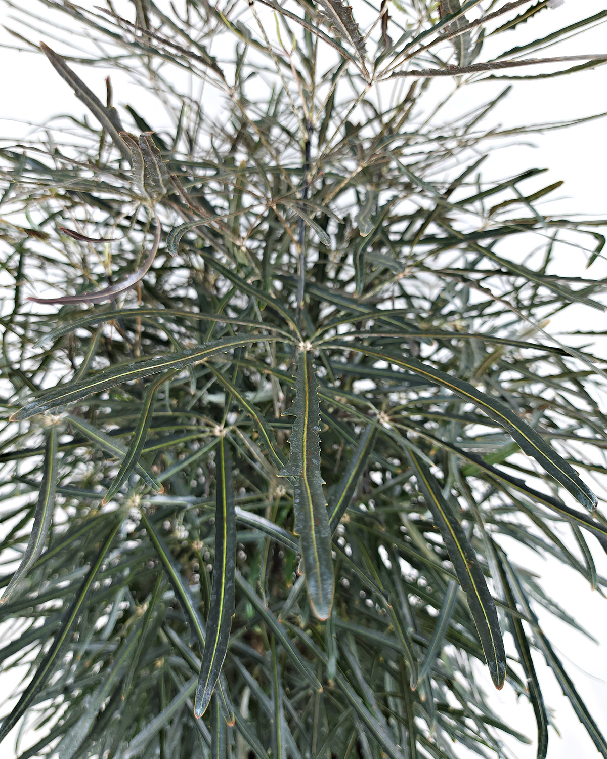 False Aralia | PlantVine