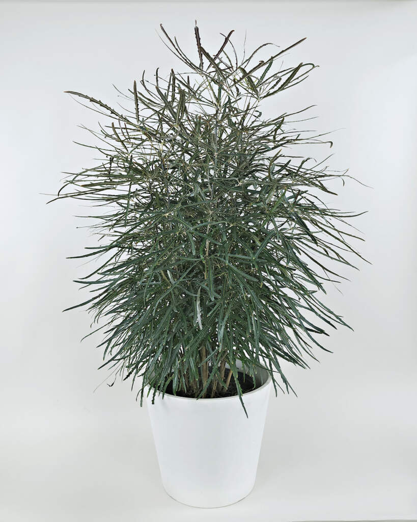 False Aralia | PlantVine