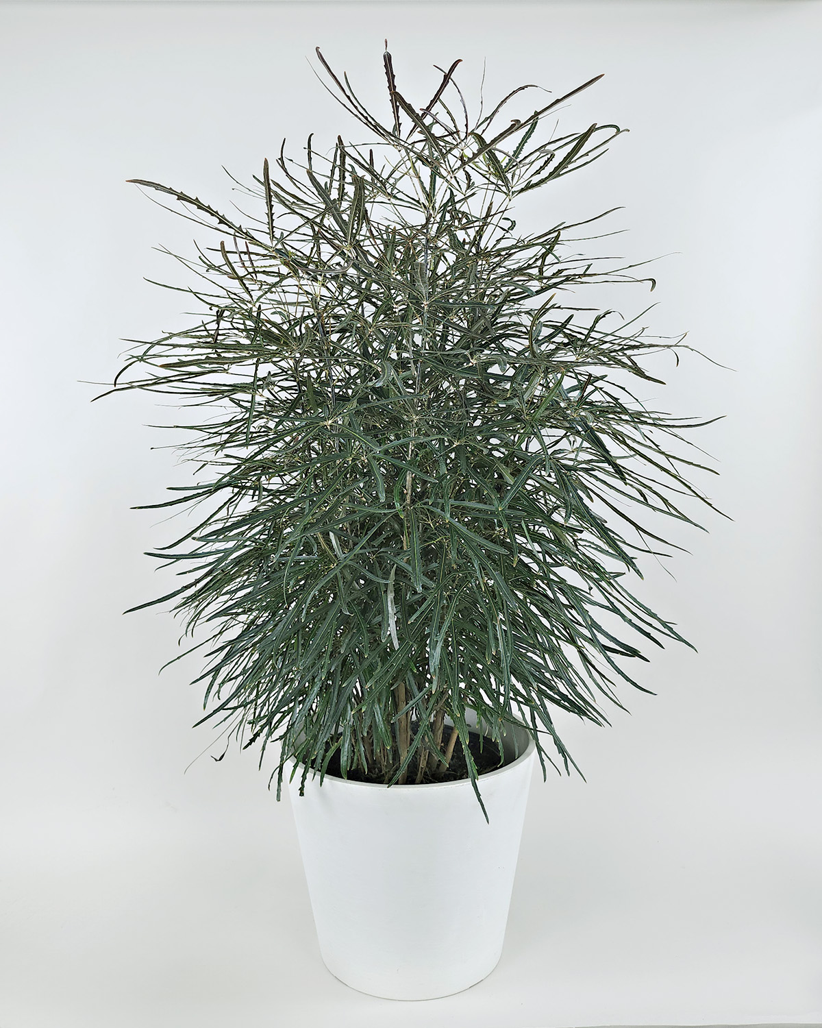 False Aralia | PlantVine
