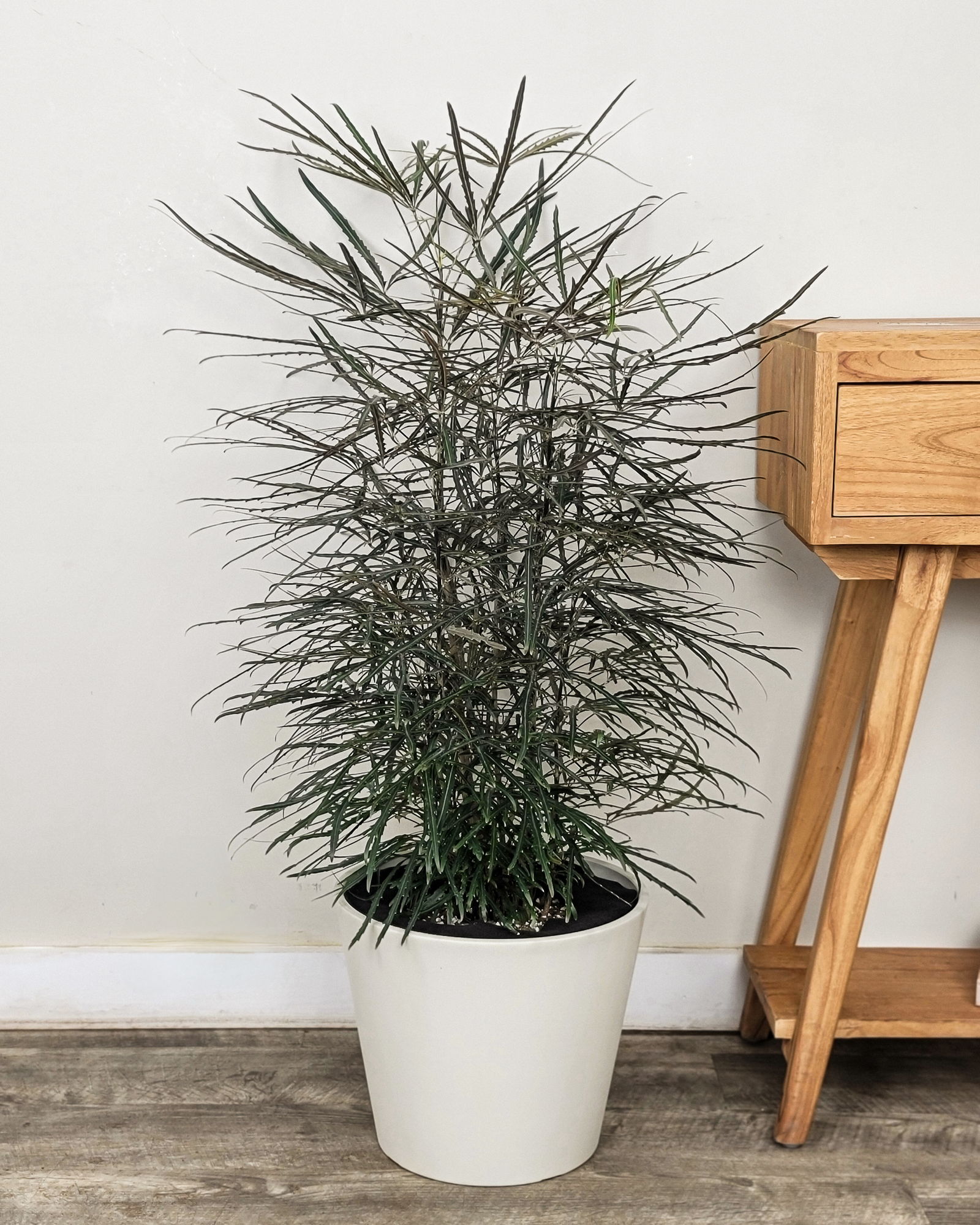 False Aralia | PlantVine