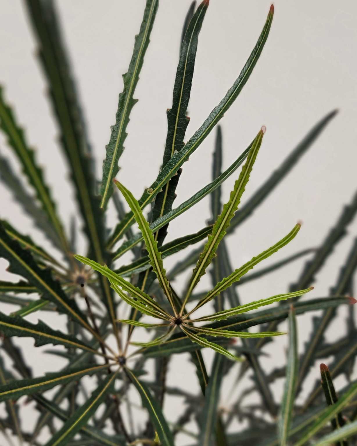 Aralia Varieties | PlantVine