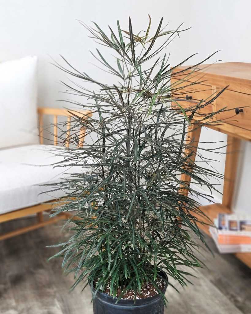 False Aralia | PlantVine