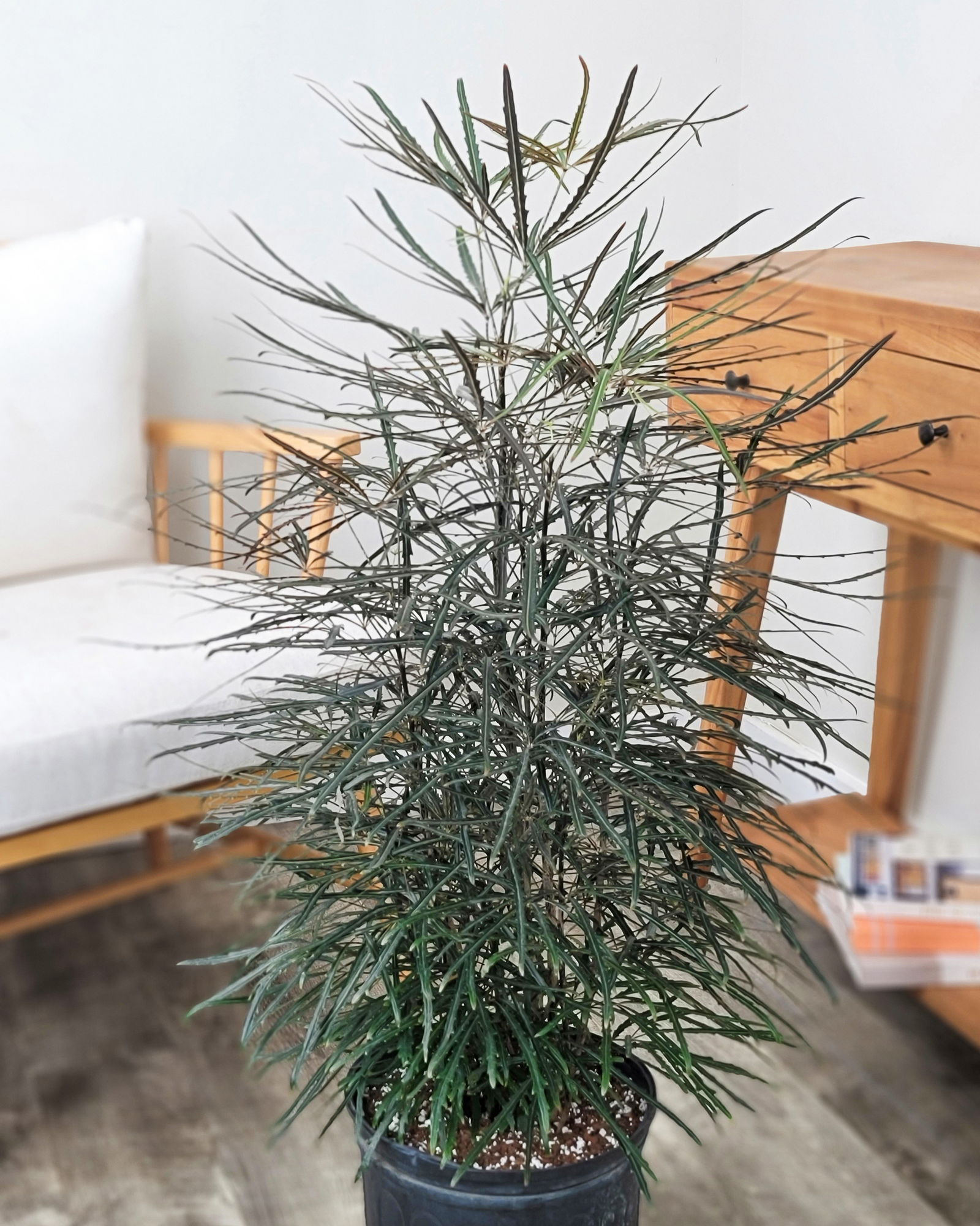 False Aralia | PlantVine
