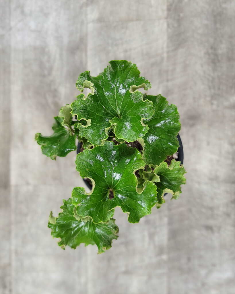 Leopard Plant Varieties | PlantVine