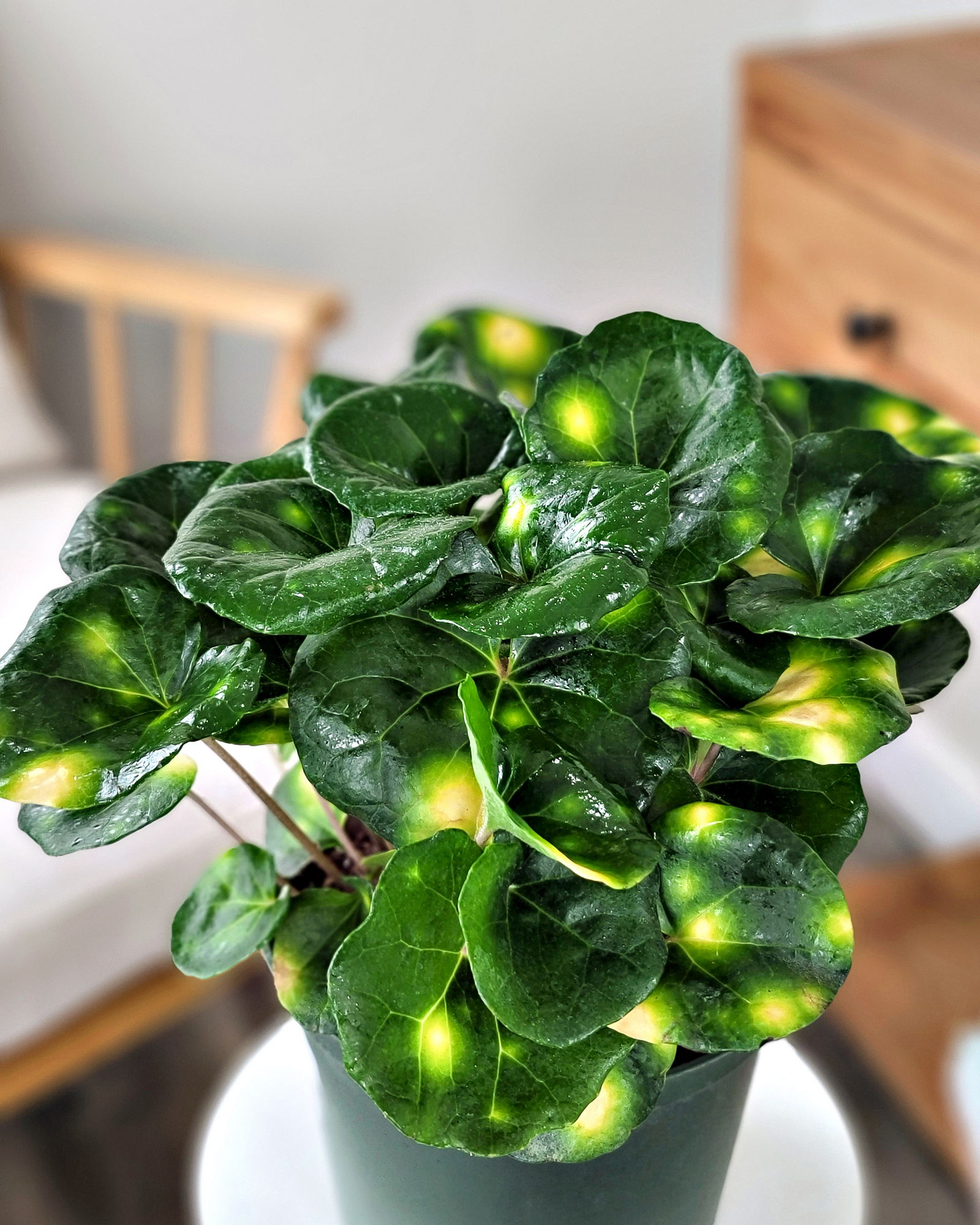 Firefly Leopard Plant | PlantVine