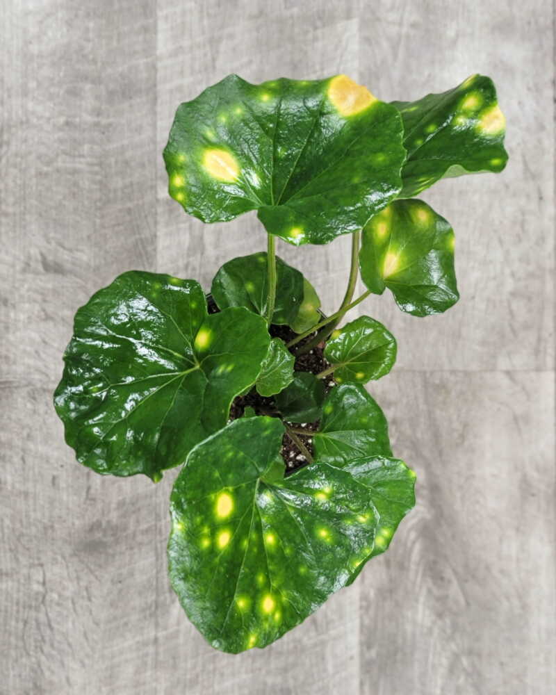 Leopard Plant Varieties | PlantVine