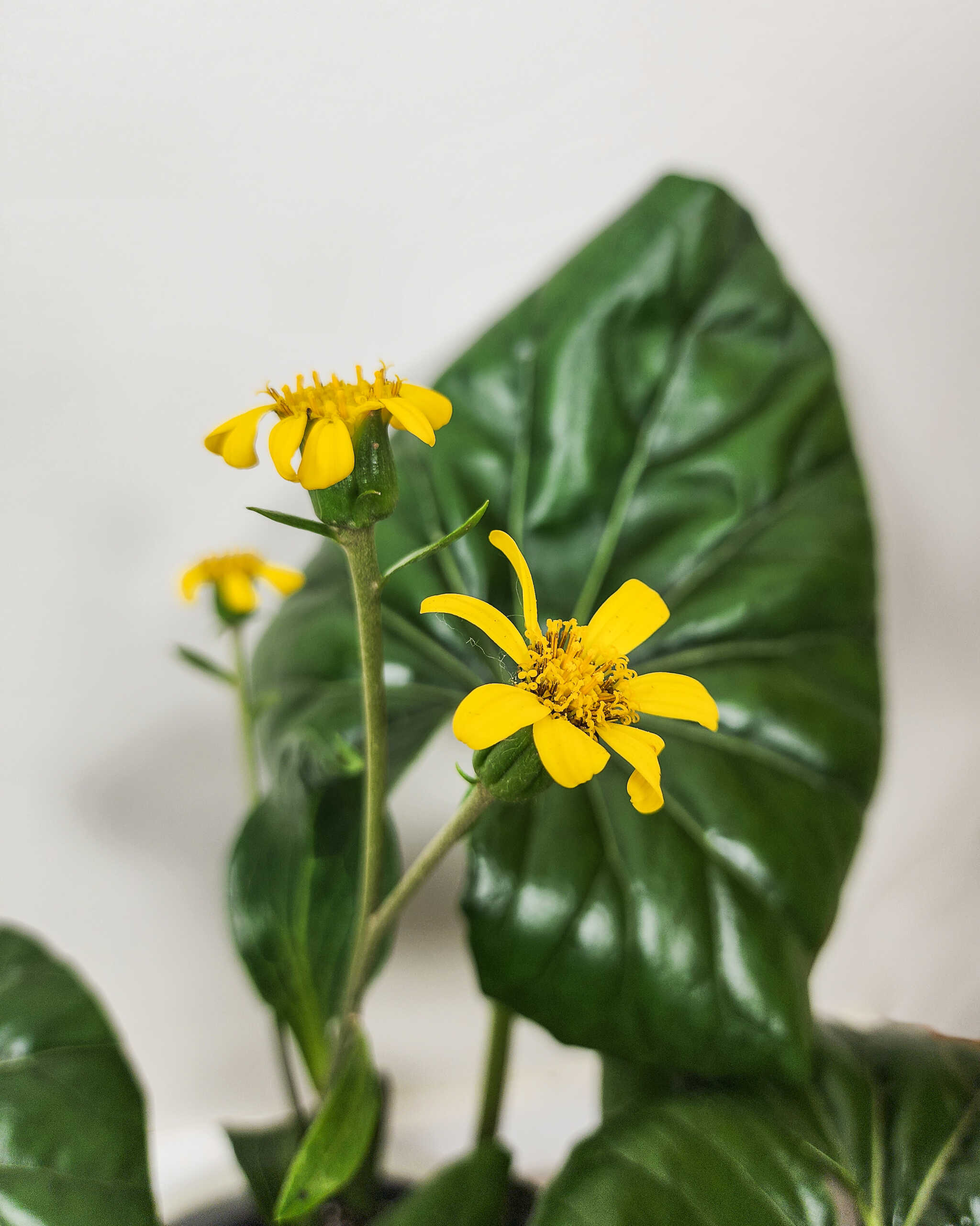 Giant Leopard Plant | PlantVine