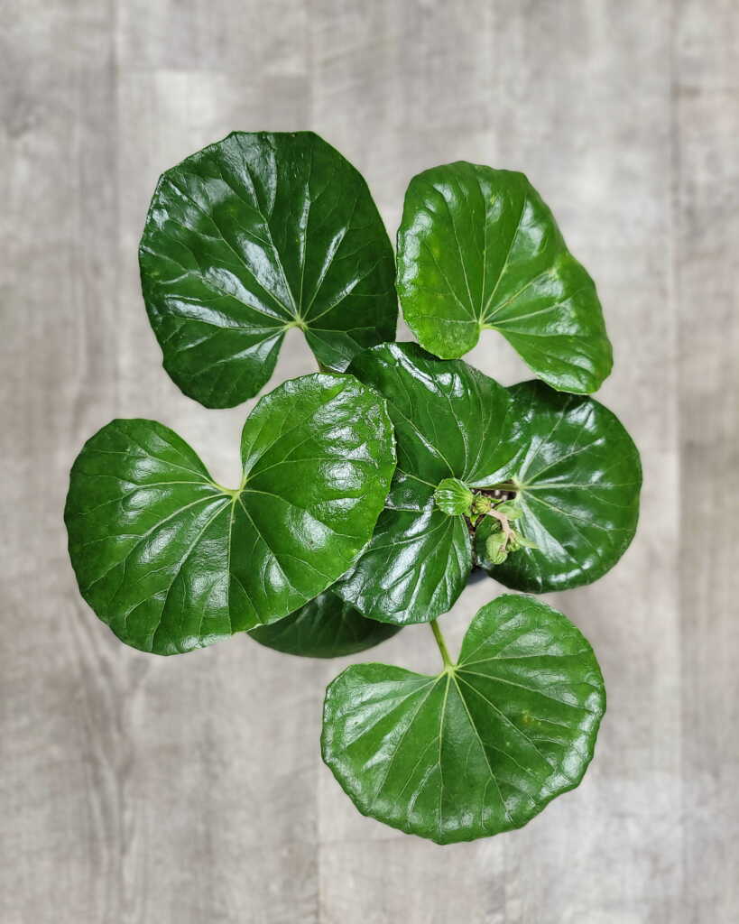 Leopard Plant Varieties | PlantVine