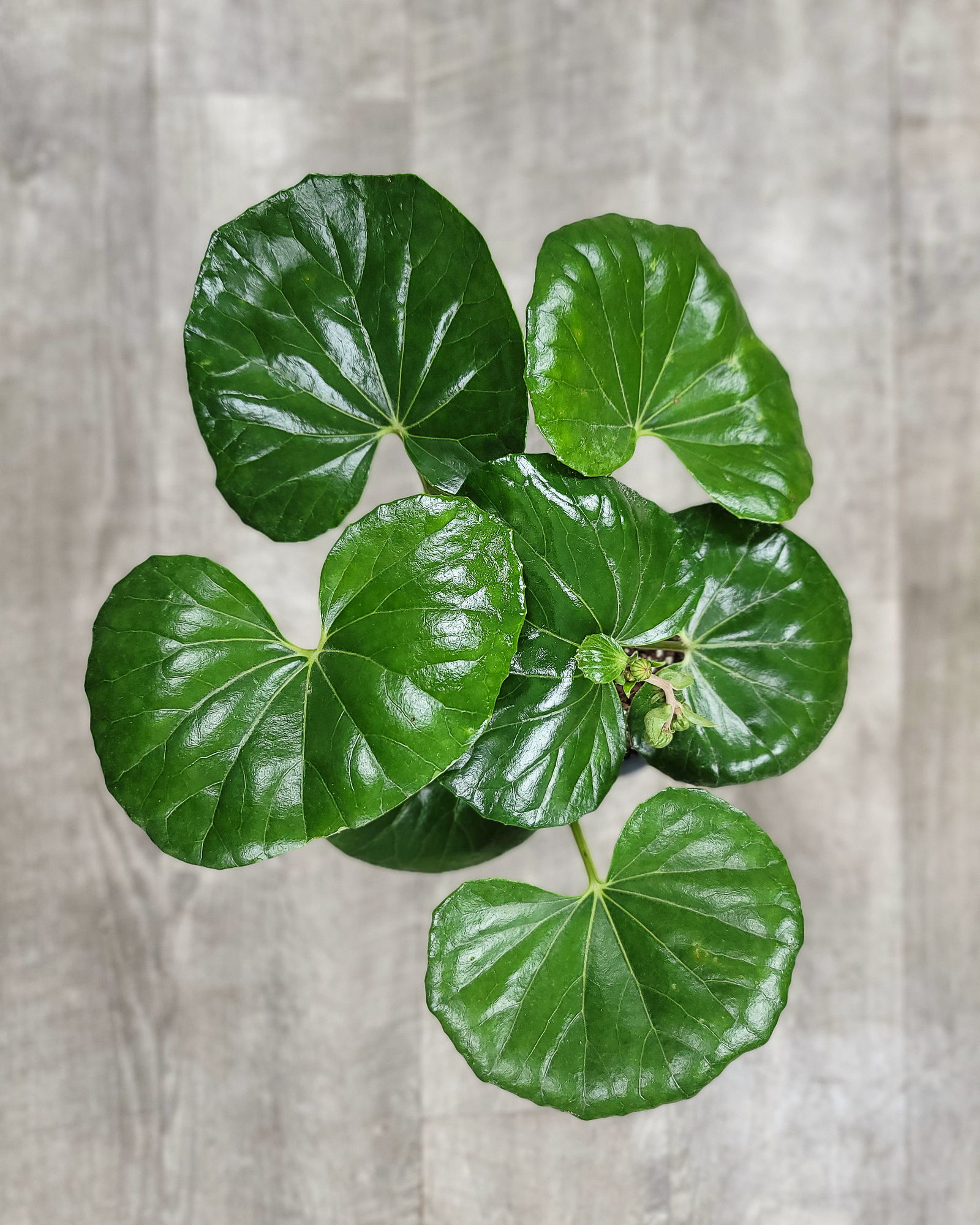 Leopard Plant Varieties | PlantVine