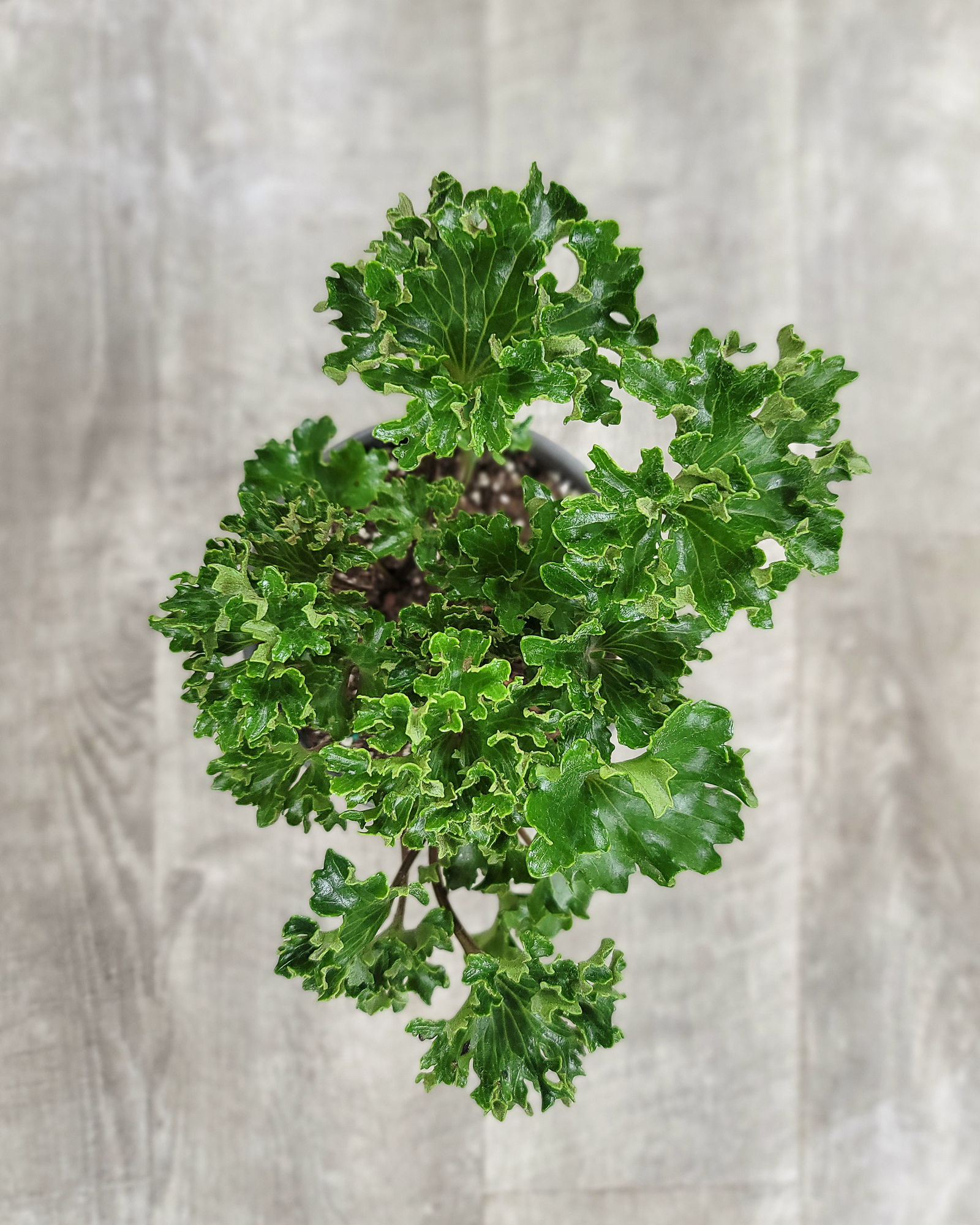 Leopard Plant Varieties | PlantVine