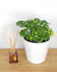 Firefly Leopard Plant | PlantVine