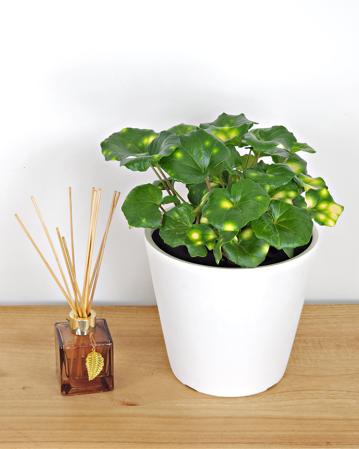 Firefly Leopard Plant | PlantVine