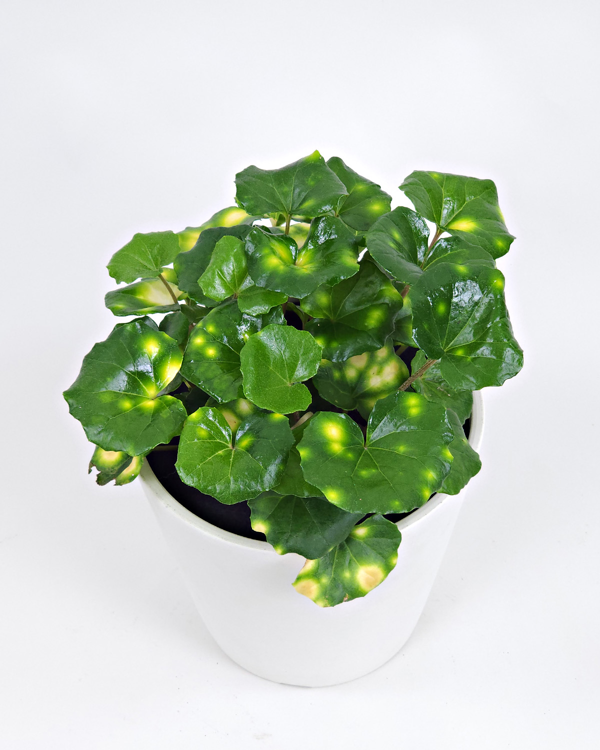Firefly Leopard Plant | PlantVine