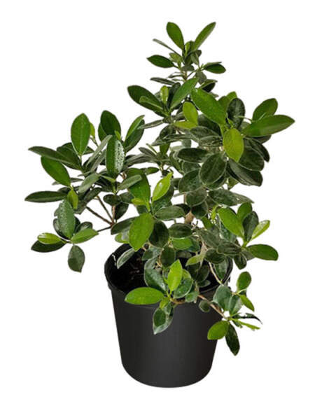 Ficus ‘Green Island’ | PlantVine