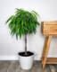 Buy Ficus 'Alii' Plant Online | Free Delivery Over $100