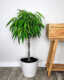 Buy Ficus 'Alii' Plant Online | Free Delivery Over $100