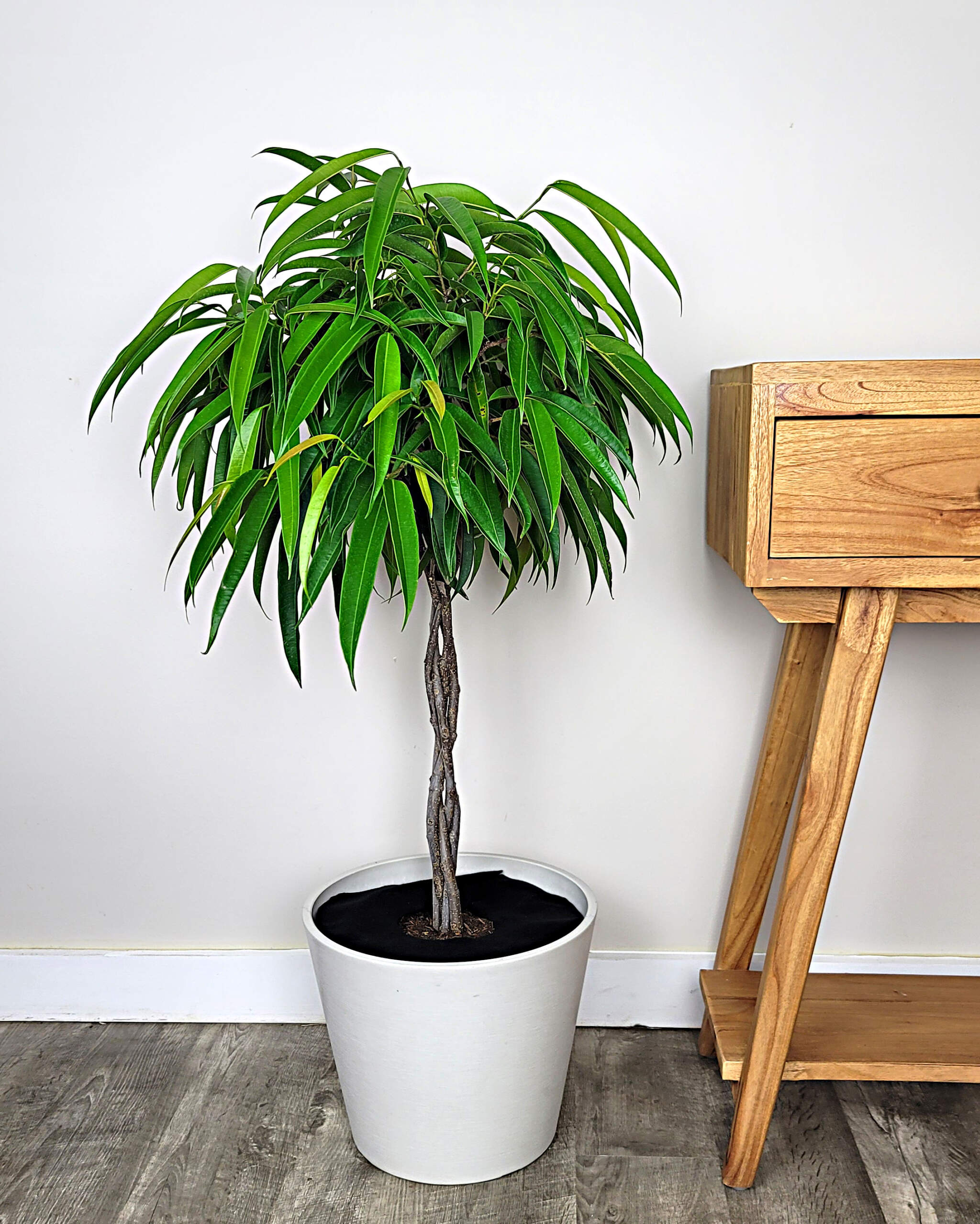 Buy Ficus 'Alii' Plant Online | Free Delivery Over $100