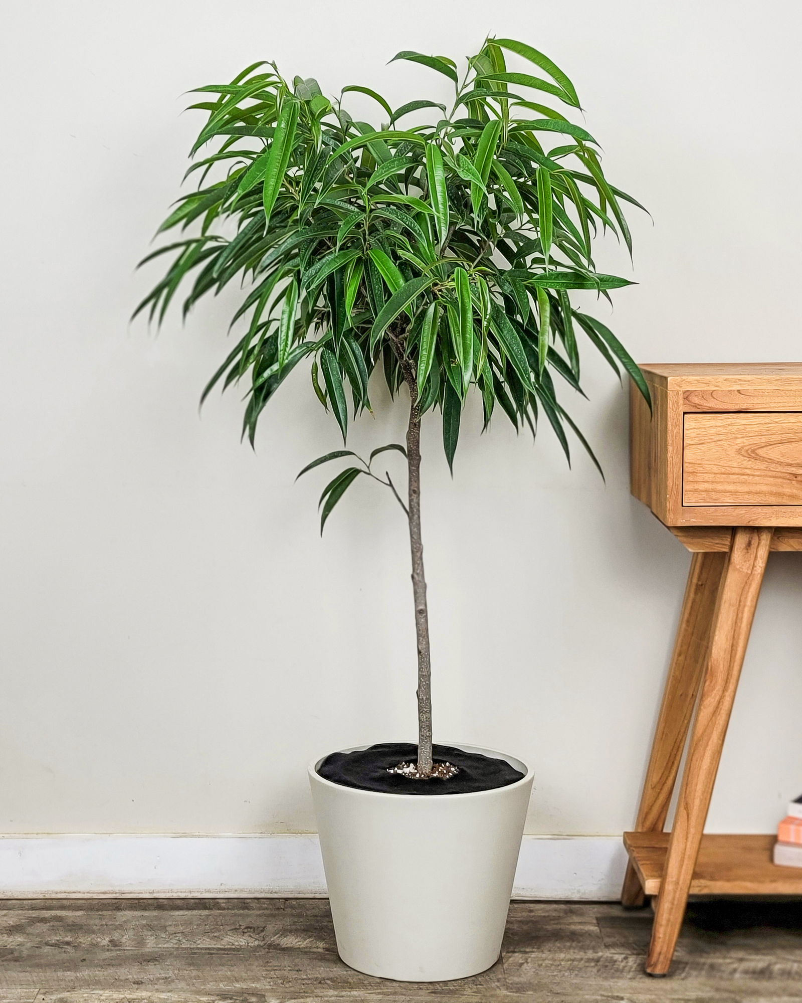 Buy Ficus 'Alii' Plant Online | Free Delivery Over $100