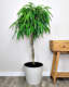 Buy Ficus 'Alii' Plant Online | Free Delivery Over $100