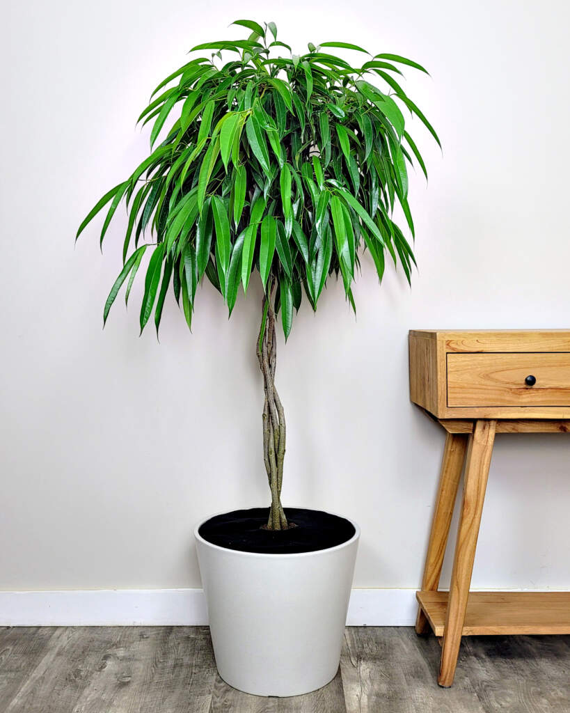Buy Ficus 'Alii' Plant Online | Free Delivery Over $100