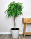 Buy Ficus 'Alii' Plant Online | Free Delivery Over $100