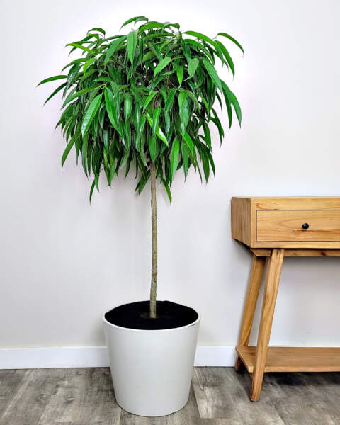 California Certified Trees | PlantVine