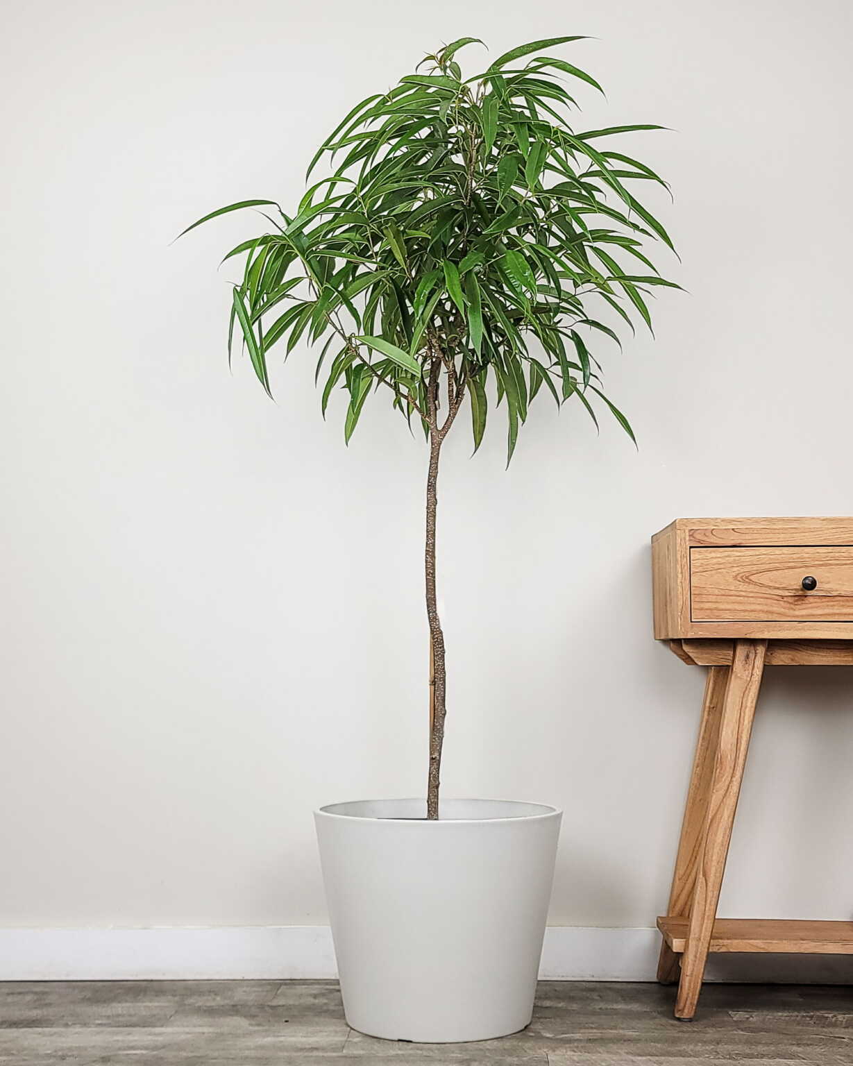 Buy Ficus 'Alii' Plant Online | Free Delivery Over $100