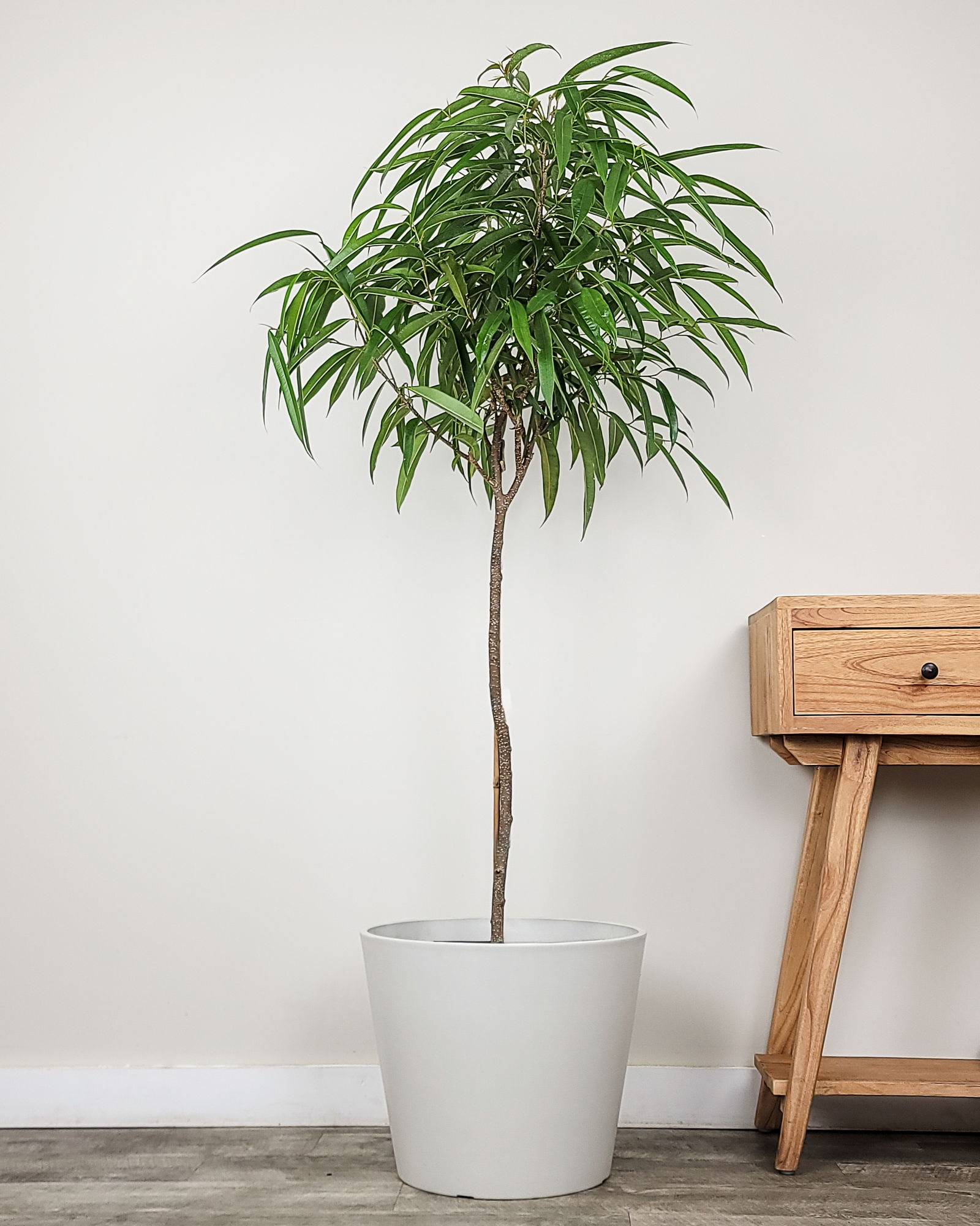 Buy Ficus 'Alii' Plant Online | Free Delivery Over $100