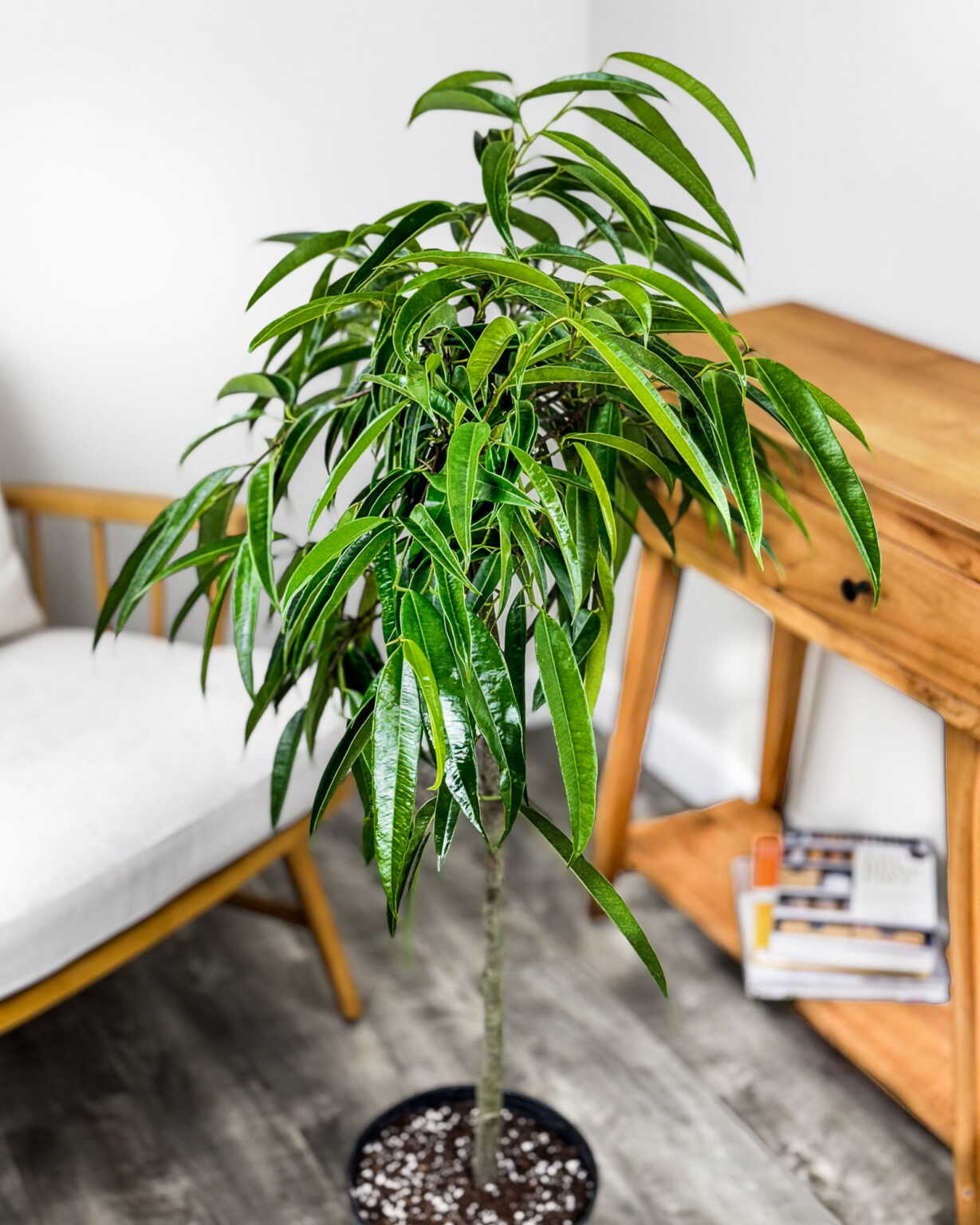 Buy Ficus 'Alii' Plant Online | Free Delivery Over $100