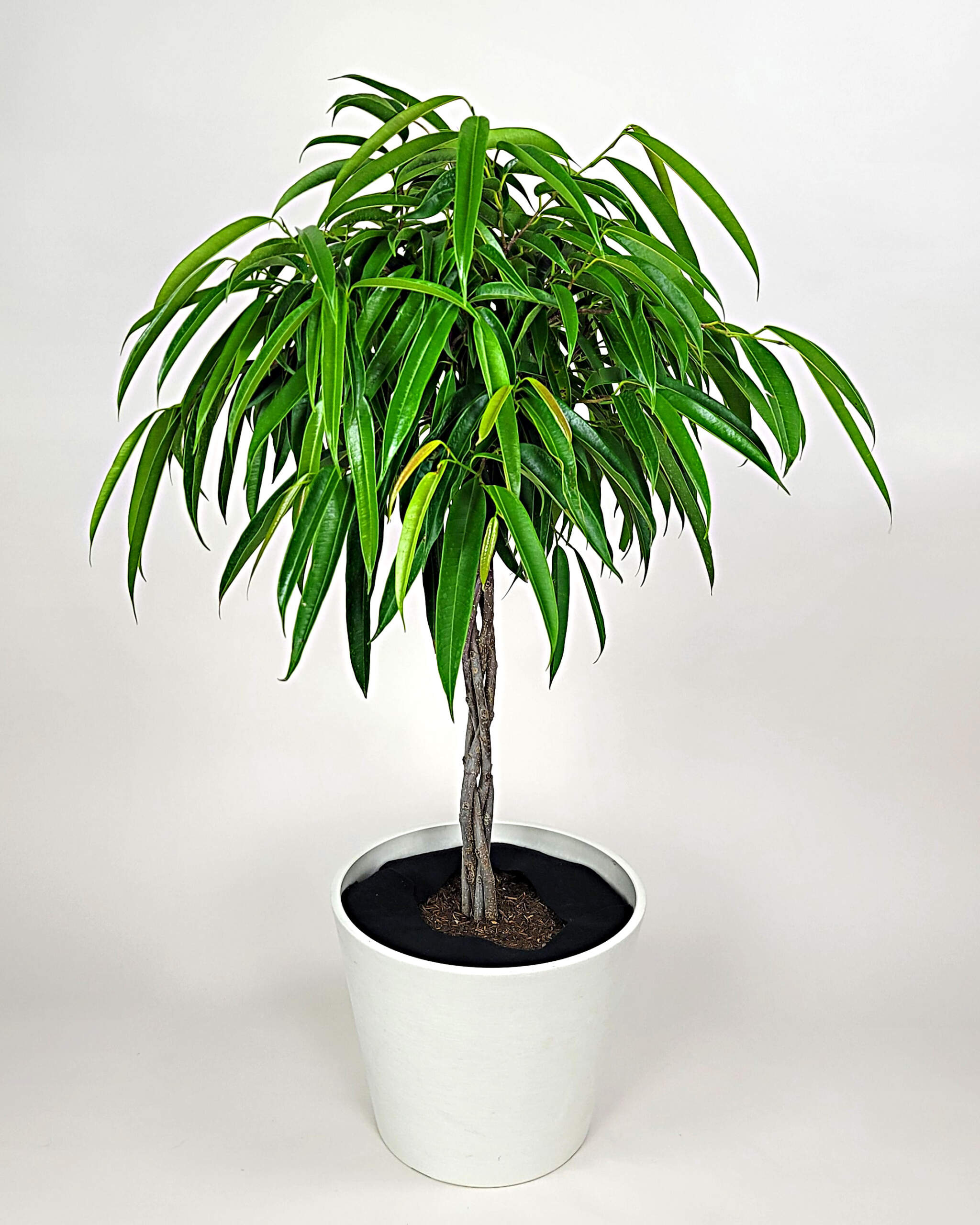 Buy Ficus 'Alii' Plant Online | Free Delivery Over $100