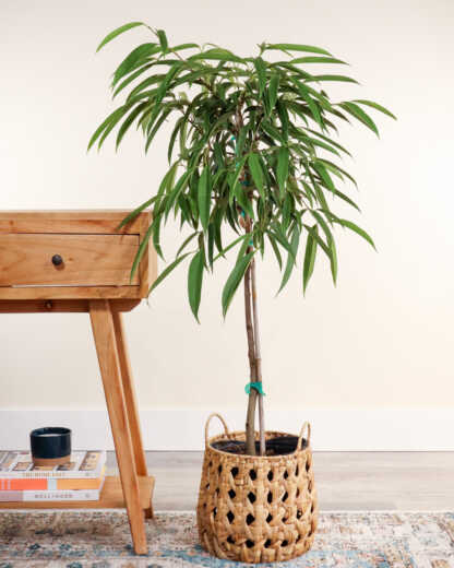 Buy Ficus 'Alii' Plant Online | Free Delivery Over $100