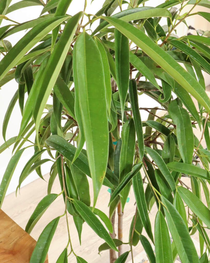 Buy Ficus 'Alii' Plant Online | Free Delivery Over $100