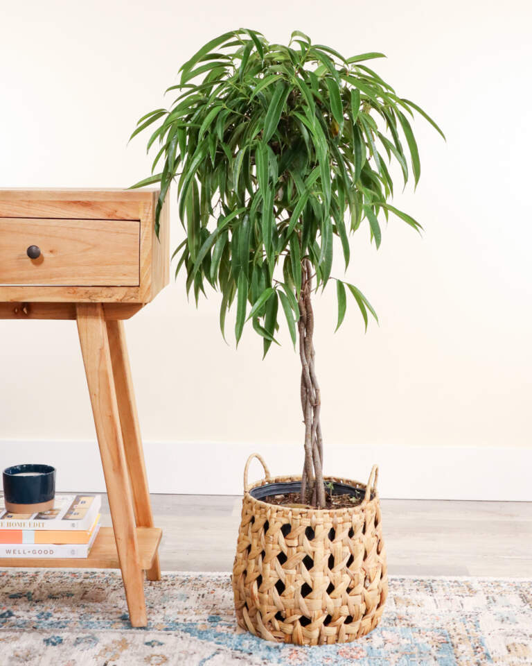 Ficus ‘Alii’ (or Long Leafed Weeping Fig) Care | PlantVine