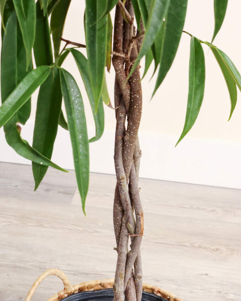 Buy Ficus 'Alii' Plant Online | Free Delivery Over $100