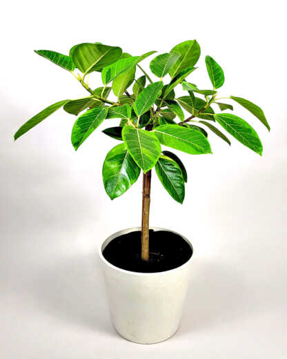 Ficus altissima | PlantVine