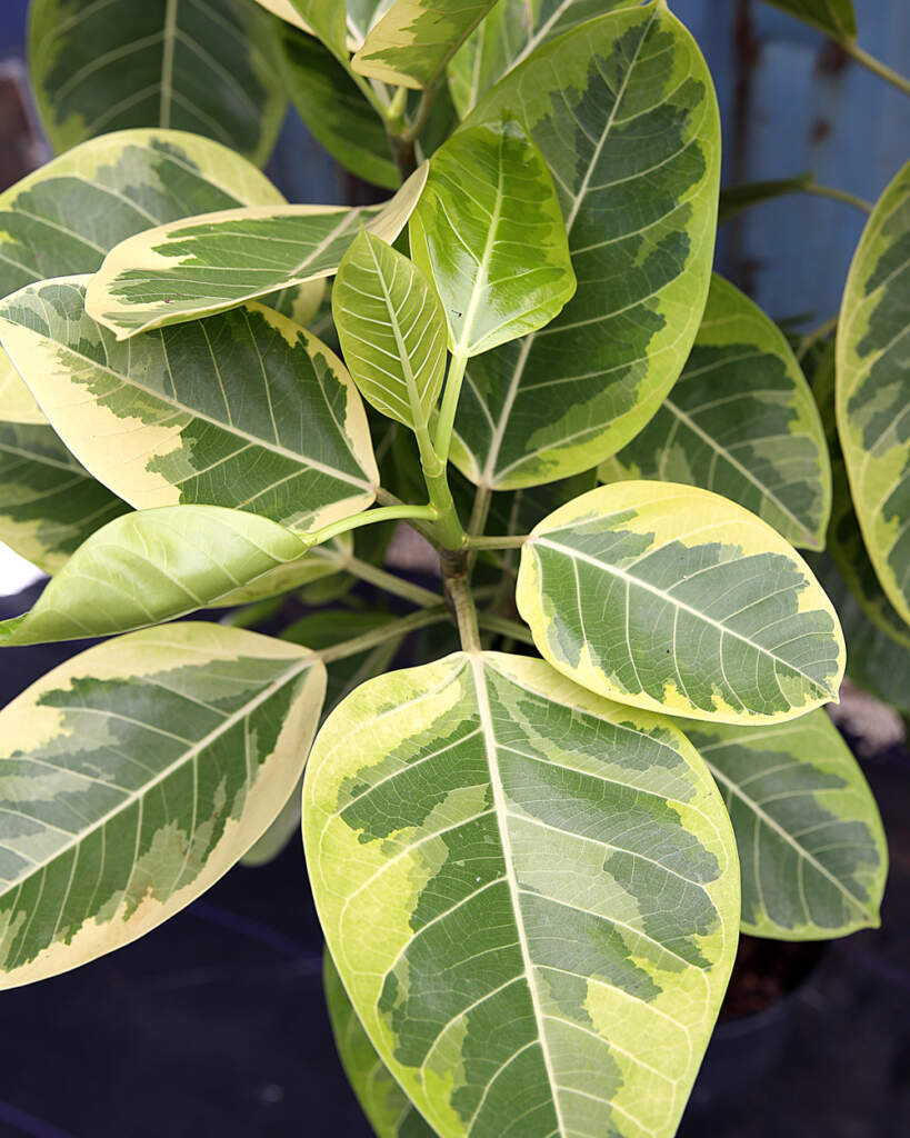 Ficus altissima, Council Tree | PlantVine