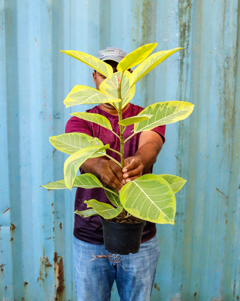 Darryl's Discoveries | PlantVine